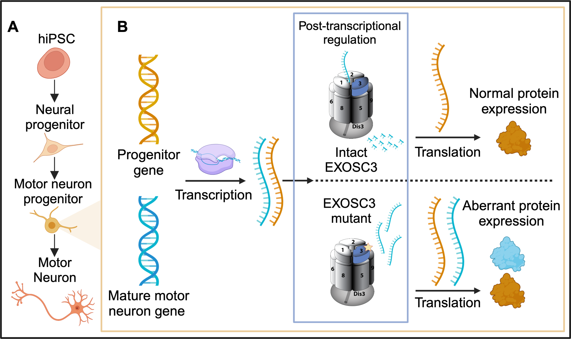 Research – The Morton Lab